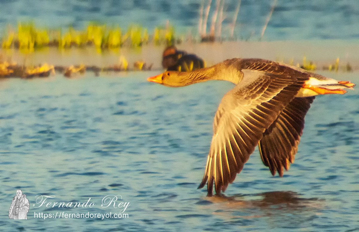 ANSAR COMUN – El blog de Fernando Rey